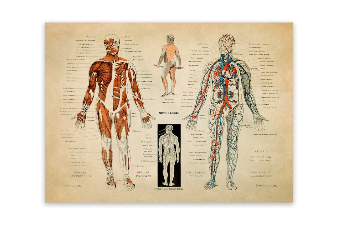 Human Anatomy Print, Muscular System Chart, Medical Anatomy ...