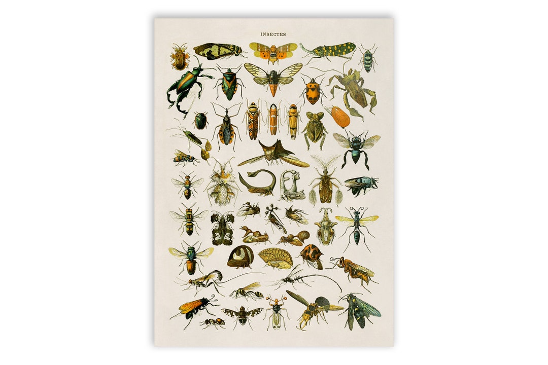 Insect Species Print, Vintage Style Insect Illustration, Adolphe Millot ...