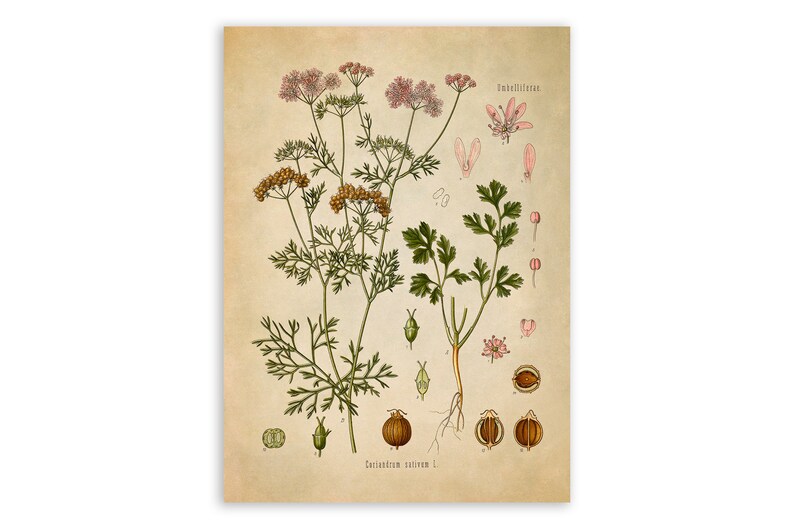 Cilantro Plant Print Medicinal Plants Botanical Illustration - Etsy