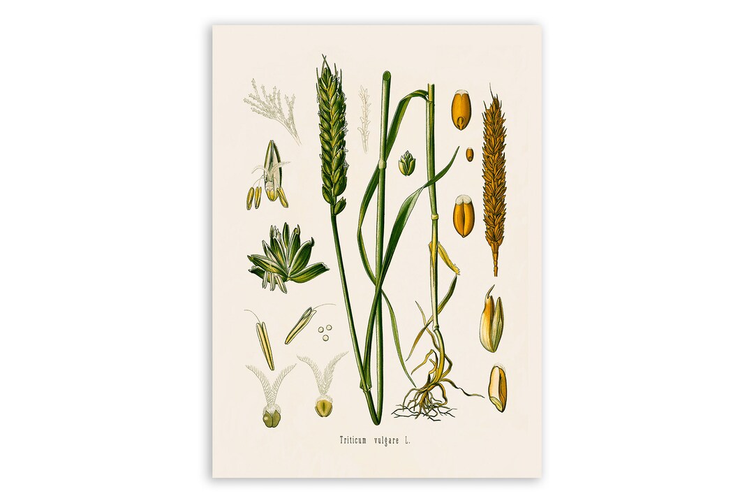 Bread Wheat Plant Print Medicinal Plants Botanical - Etsy
