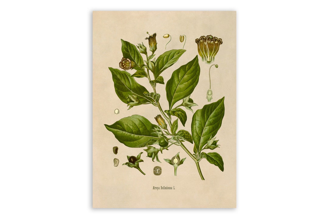Deadly Nightshade Poisonous Plant Print, Medicinal Plants Botanical ...