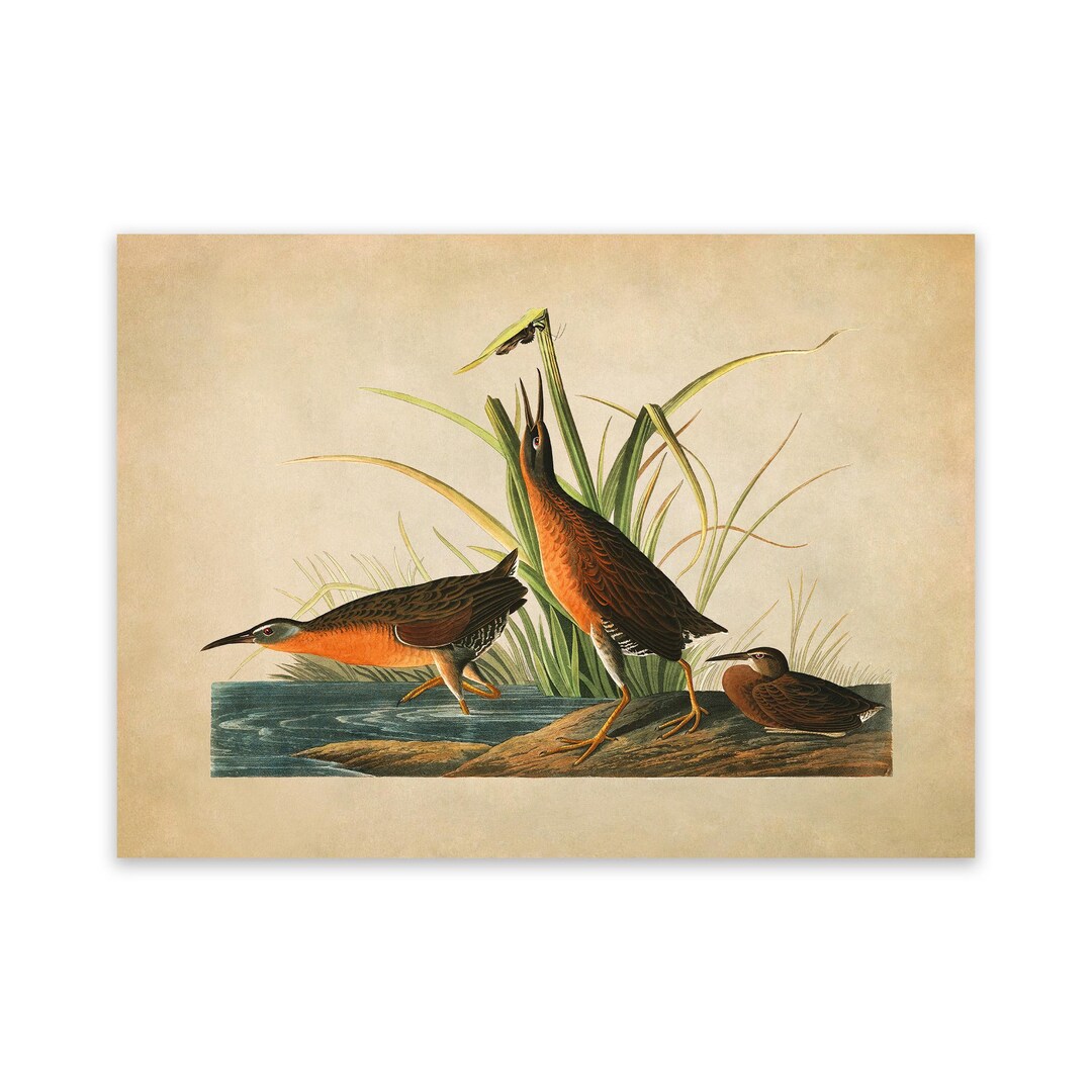 Virginia Rail Bird Print, Vintage Style Audubon Waterbird Poster, Birds ...