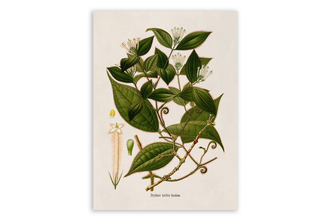 Strychnine Plant Print, Medicinal Plants Botanical Illustration ...