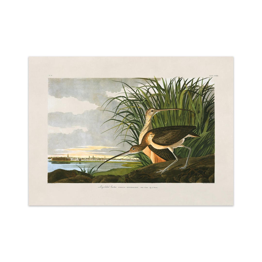 Long Billed Curlew Print, Vintage Style Audubon Shorebird Poster, Birds ...
