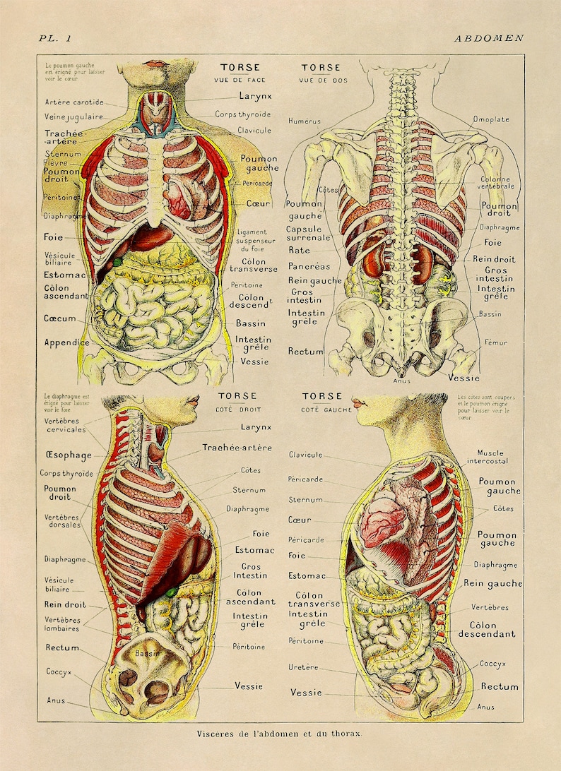 Human Abdomen Anatomy Chart Print Scientific Illustration 3 - Etsy