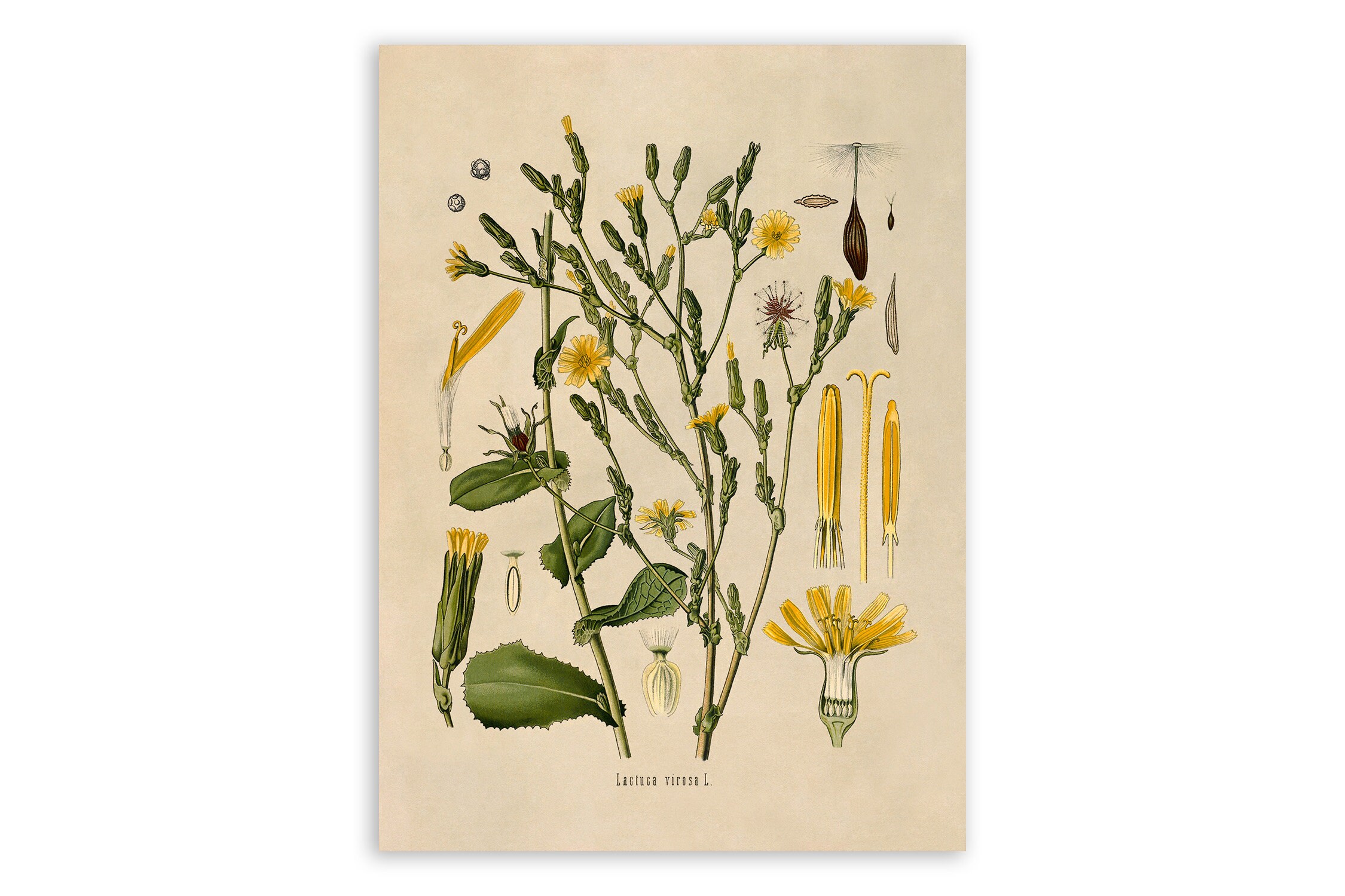 Lettuce Plant Drawing