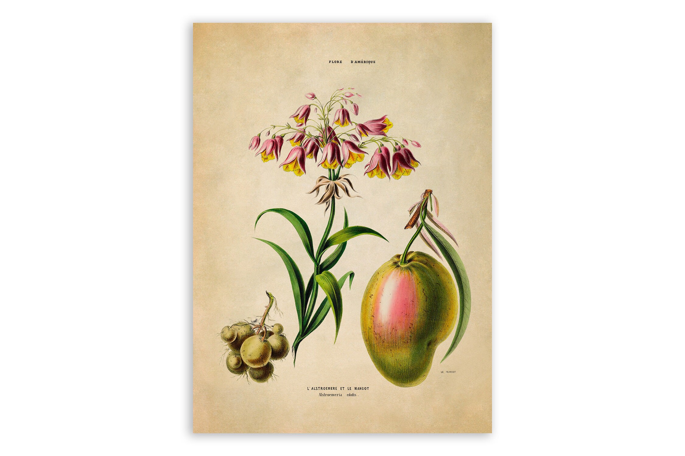 Mango Flower And Fruit