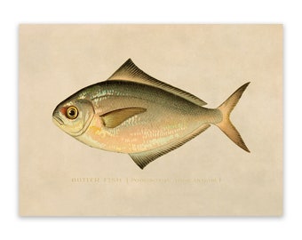 American Butterfish - Etsy