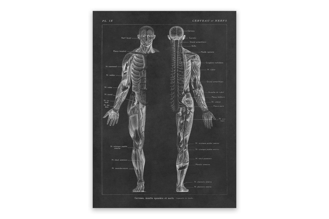 Brain and Nerves Human Anatomy Chart Print, Scientific Illustration, 3 ...