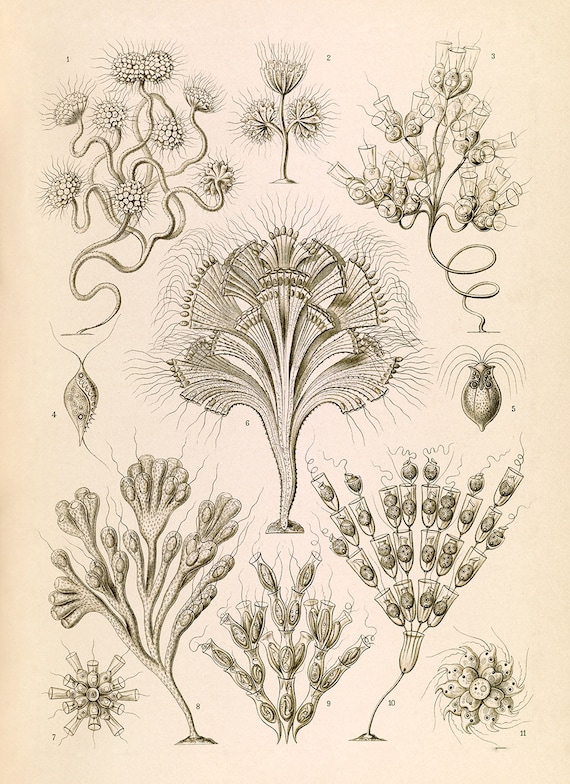 Giclée Ernst Haeckel Biology Print Nature Biological Vintage Style ...
