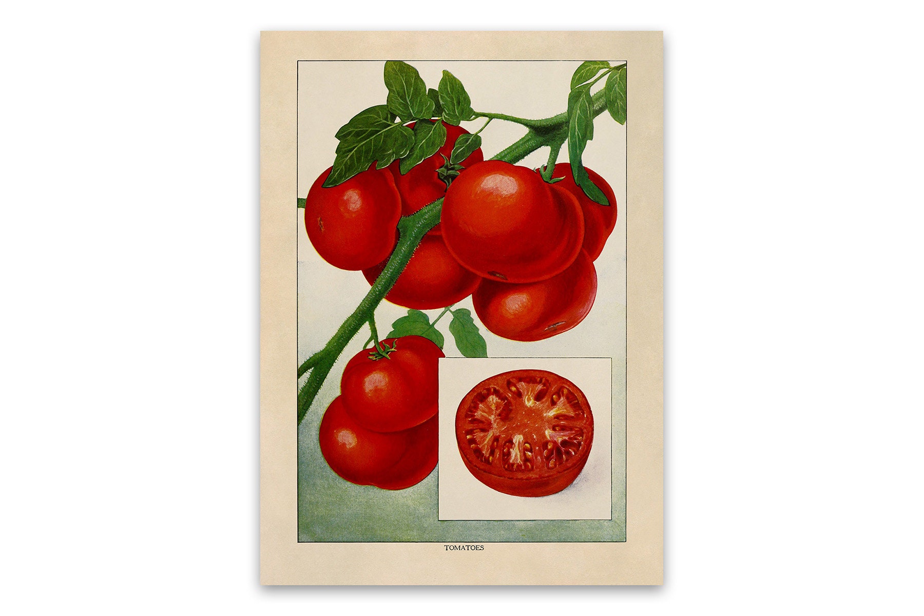 Vintage Tomato Illustrations