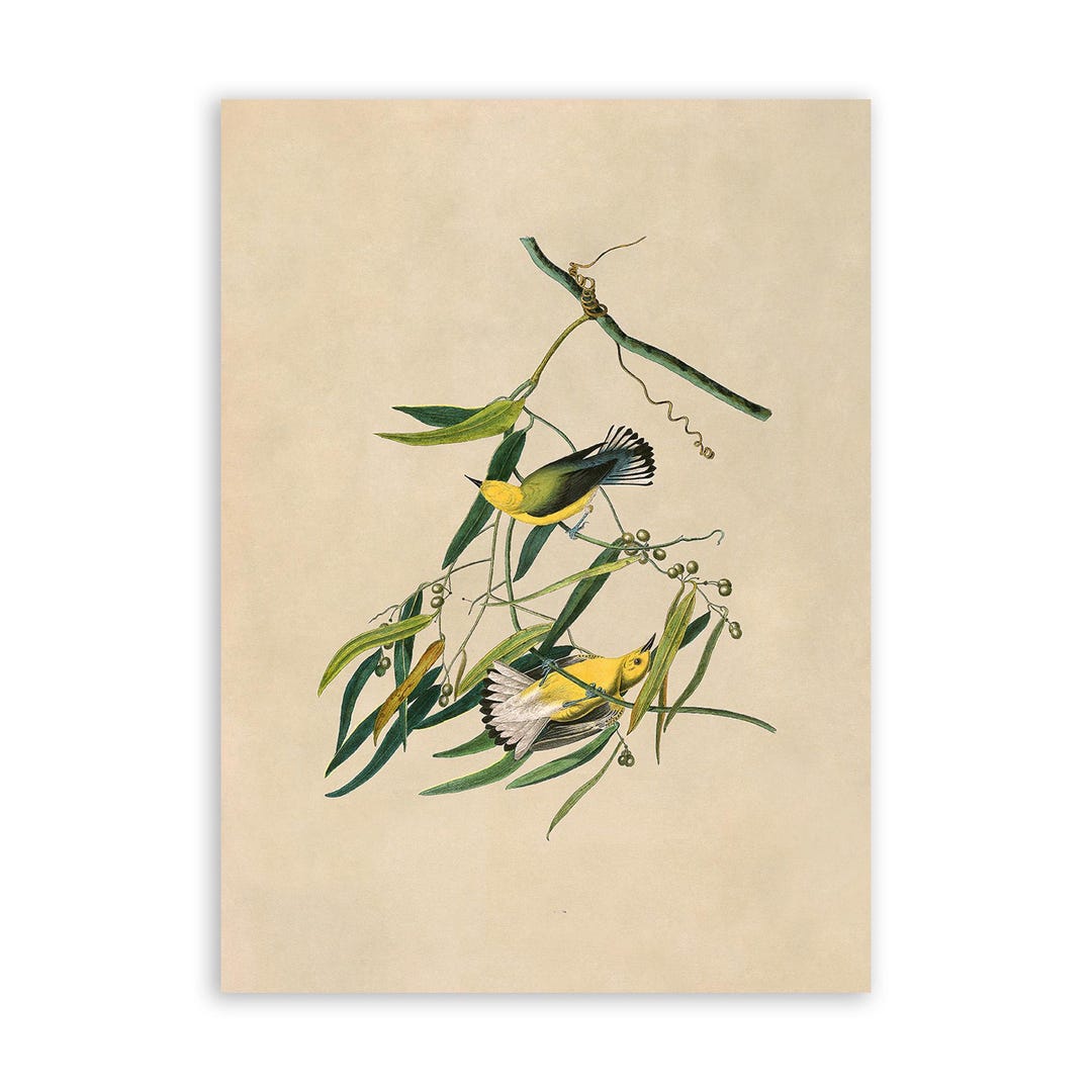 Prothonotary Warbler Bird Print, Vintage Style Audubon Poster, Birds of ...