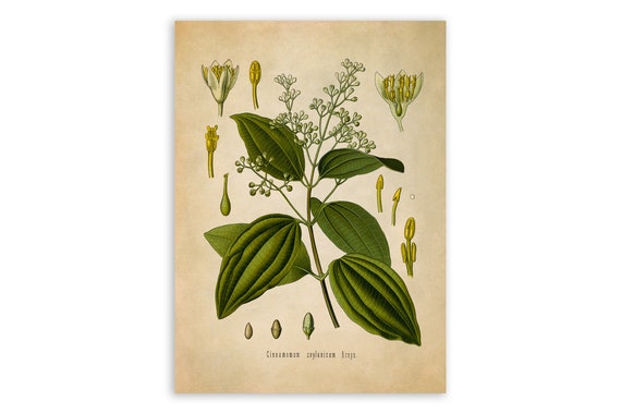 Cinnamon Plant Illustration