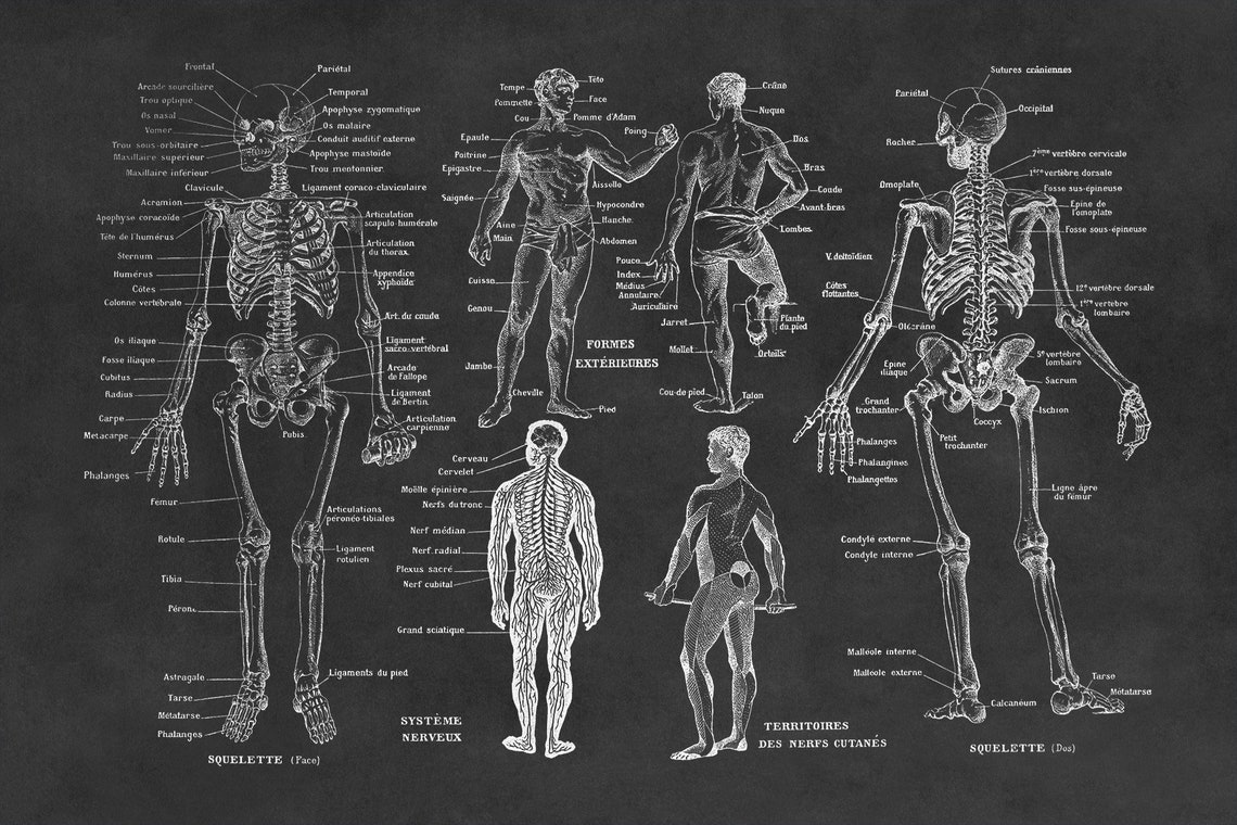Anatomy Poster: Skeleton Diagram, Adolphe Millot Scientific ...