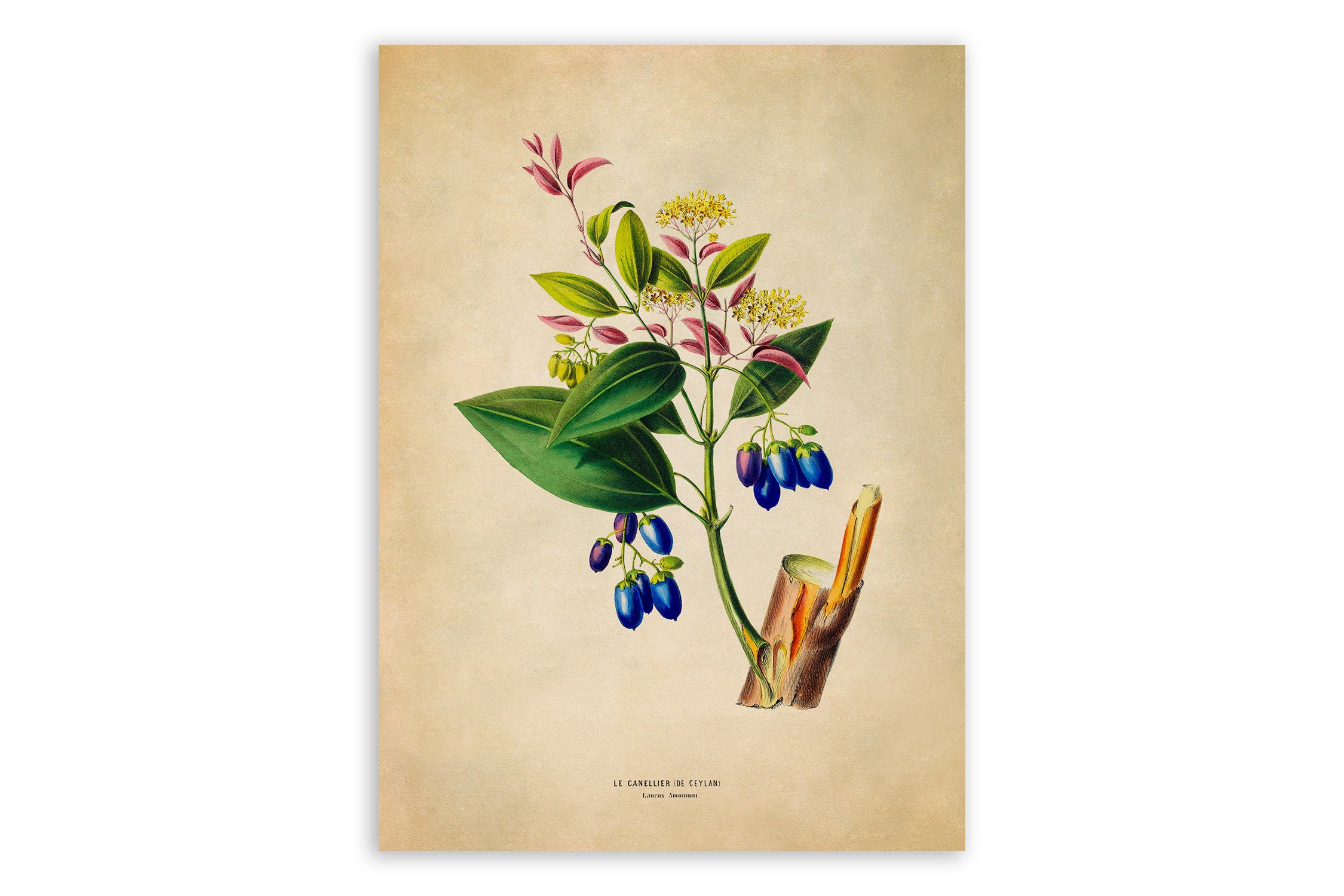 Cinnamon Plant Illustration