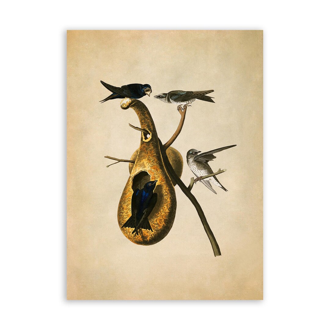 Purple Martin Bird Print, Vintage Style Audubon Poster, Birds of ...