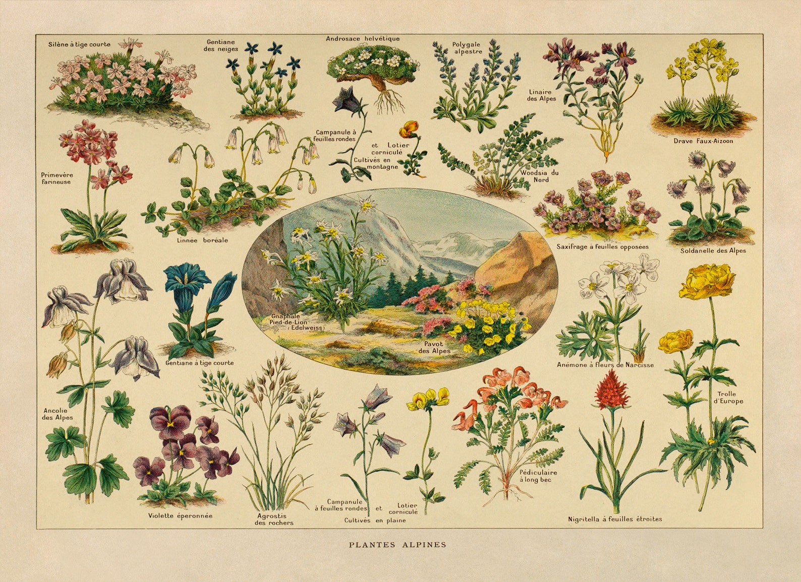 Vintage Botanical Print Alpine Plants Scientific Floral - Etsy
