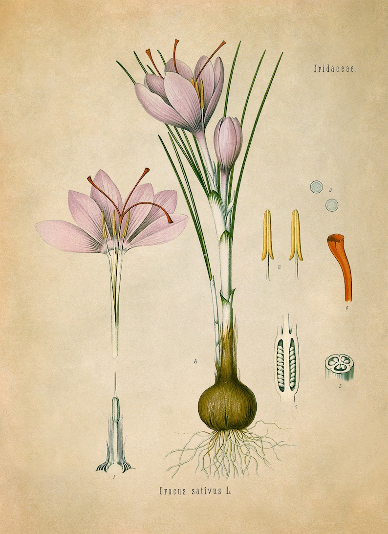 Saffron Plant Print Medicinal Plants Botanical Illustration - Etsy