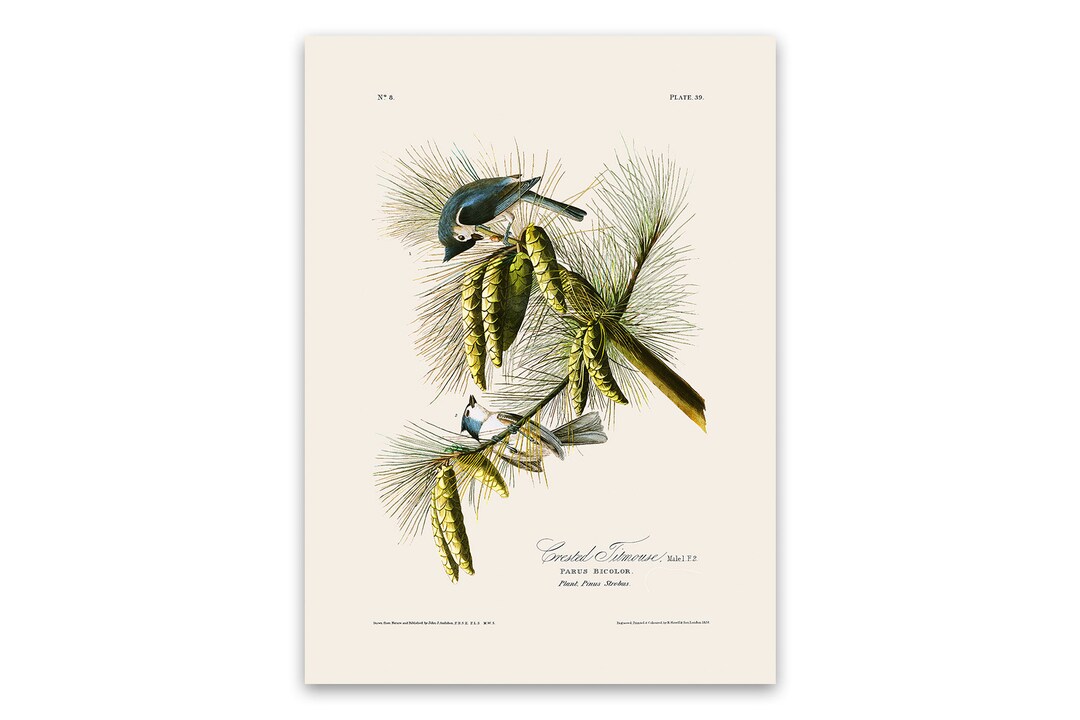 Tufted Titmouse Bird Print, Vintage Style Audubon Poster, Birds of ...