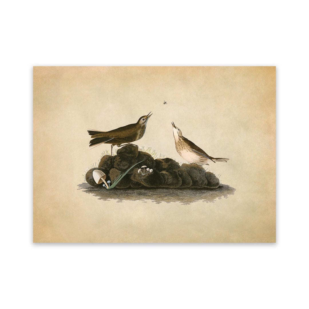 Brown Lark Bird Print, Vintage Style Audubon Poster, Birds of America ...