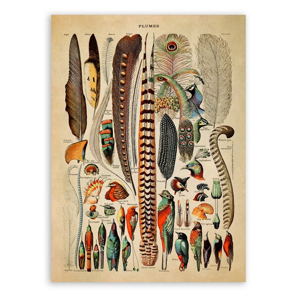Feather Poster - Etsy