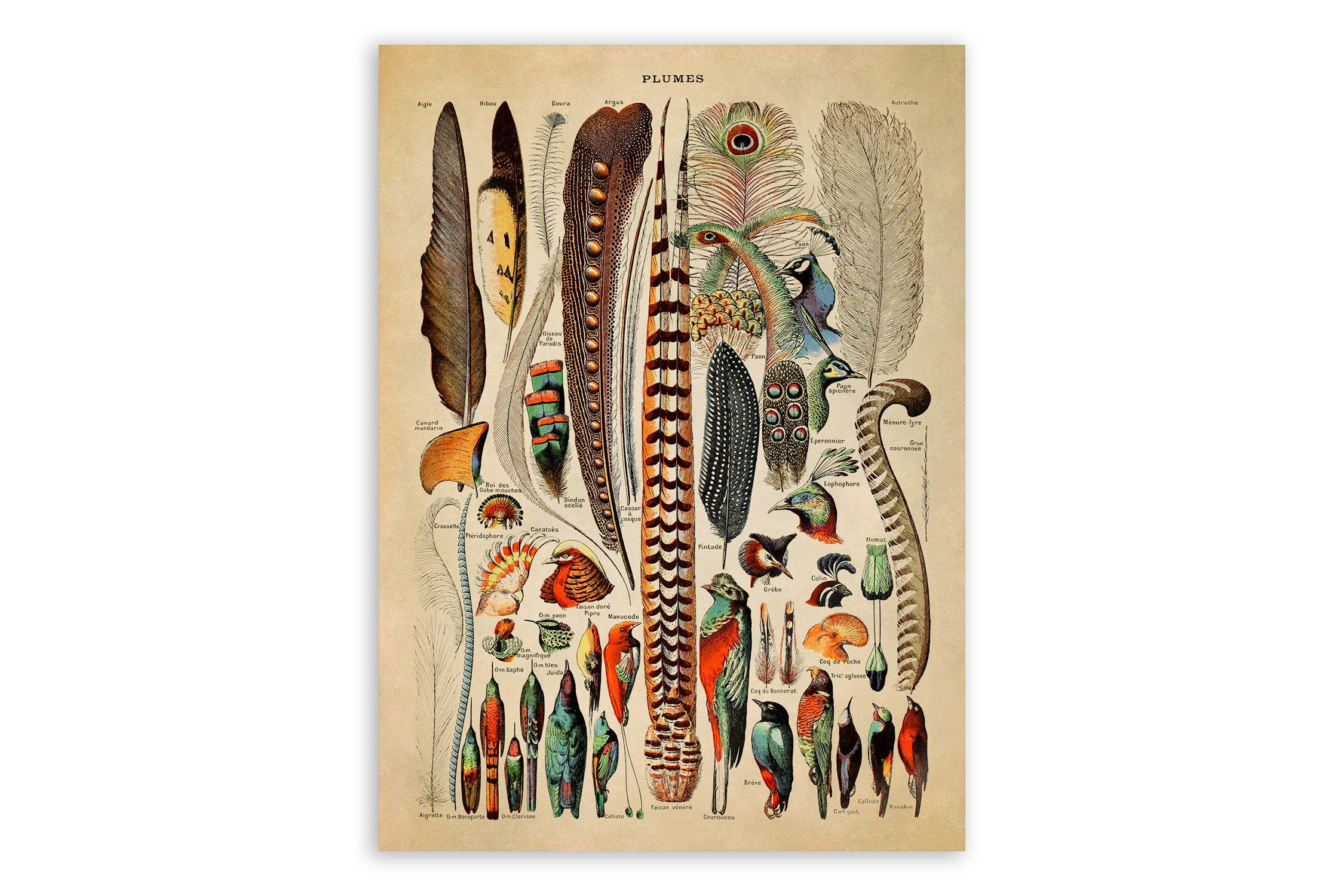Bird Feathers Art Print Birds Poster Depicts Several Types - Etsy