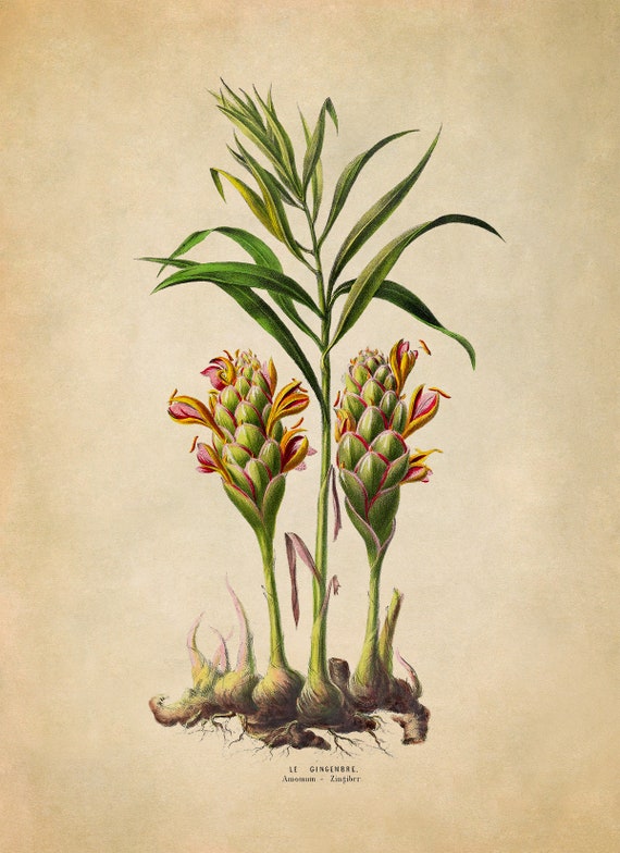 Ginger Plant Drawing