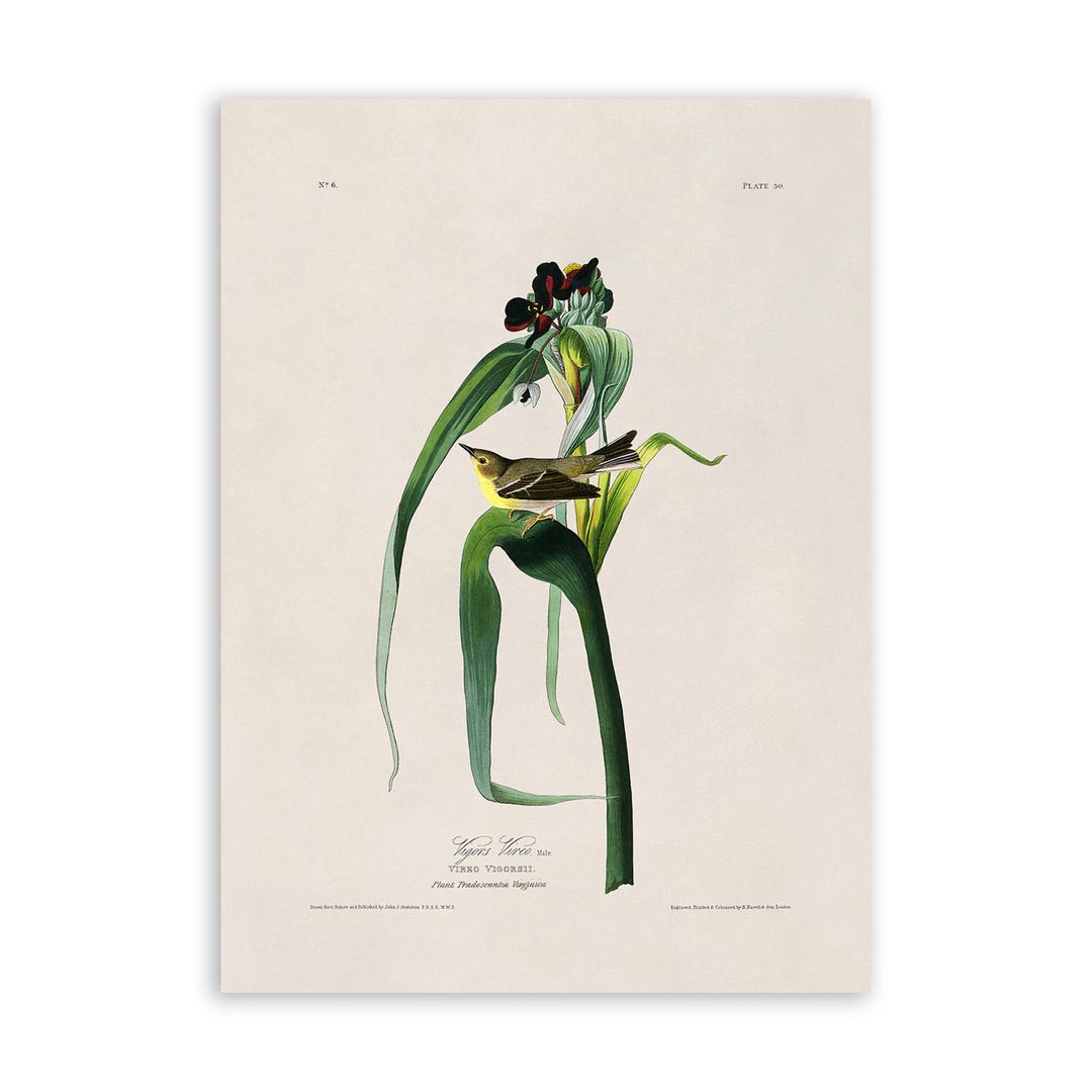 Pine Warbler Bird Print, Vintage Style Audubon Poster, Birds of America ...