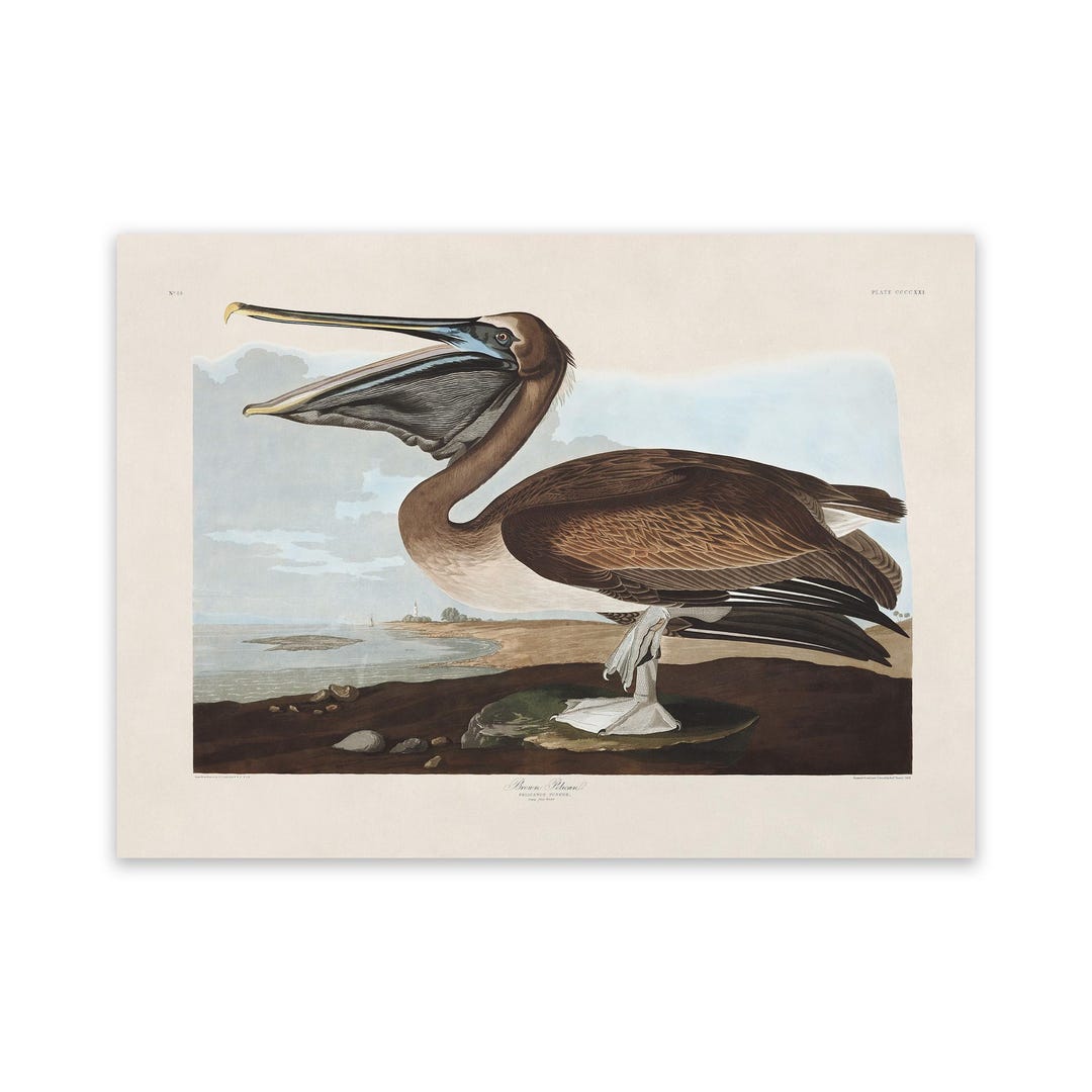 Brown Pelican Print, Vintage Style Audubon Coastal Seabird Poster ...