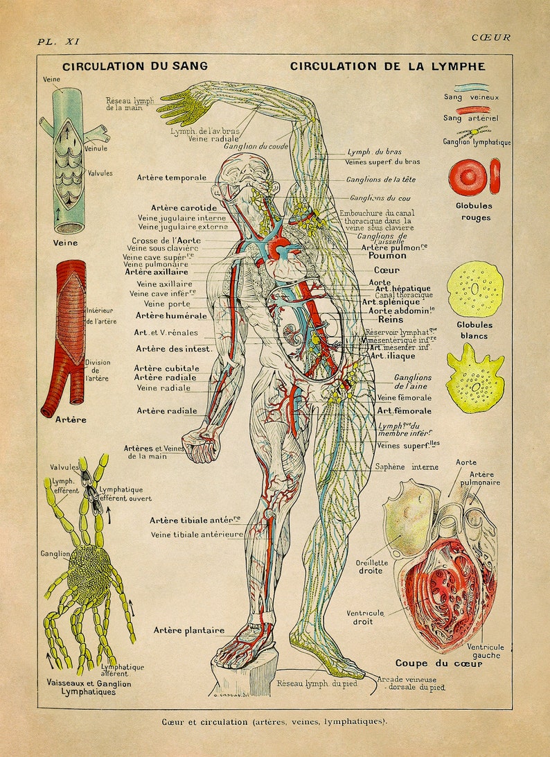 Human Anatomy Heart and Circulation Cardiovascular Chart Print ...
