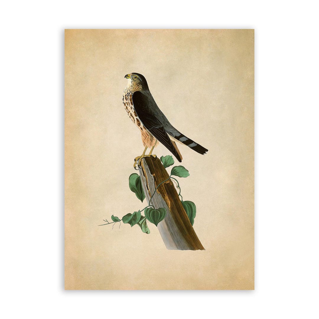 Merlin Falcon Bird Print, Vintage Style Audubon Poster, Birds of ...