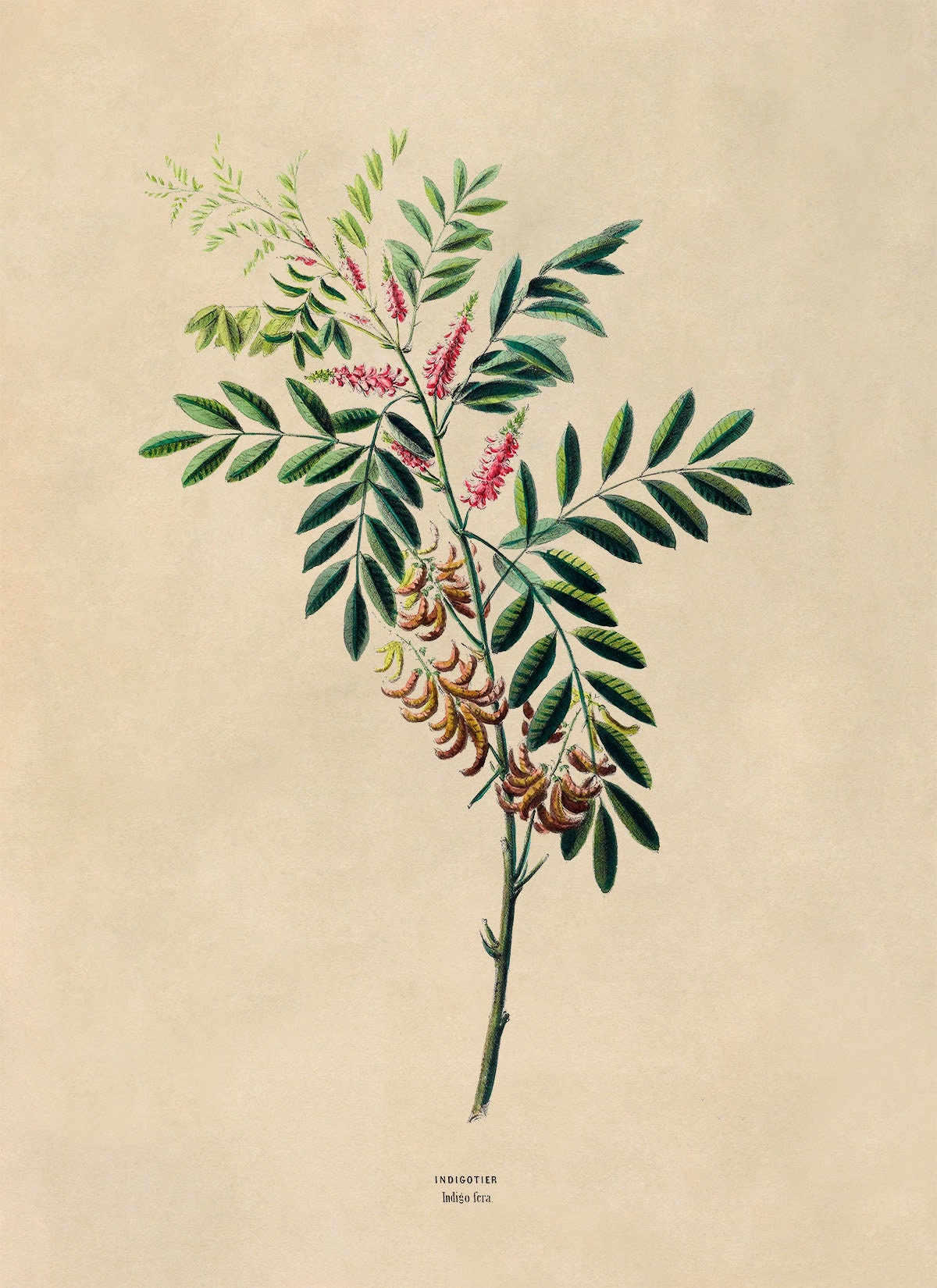 Indigo Plant Drawing