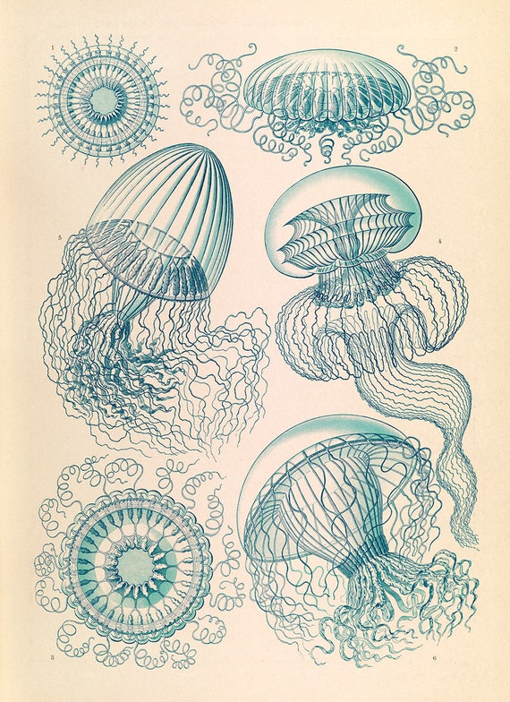 Jellyfish Scientific Illustration