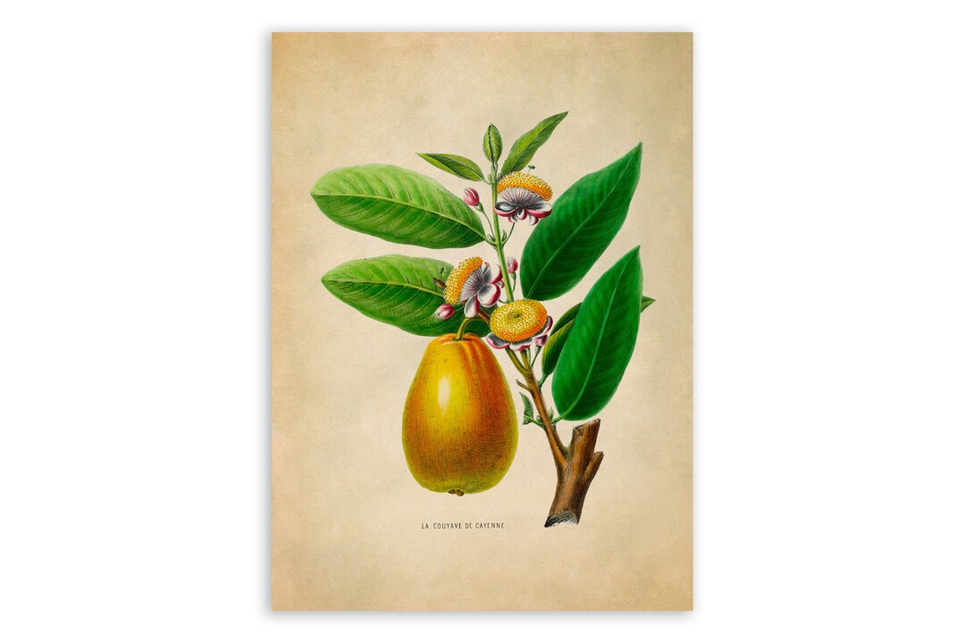 Cayenne Guava Tree Print, Vintage Style Botanical Illustration, Premium ...