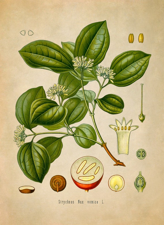 Strychnine Tree
