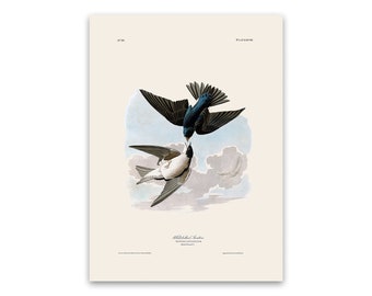 Swallow Illustration - Etsy