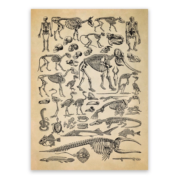 Fossils Print - Etsy