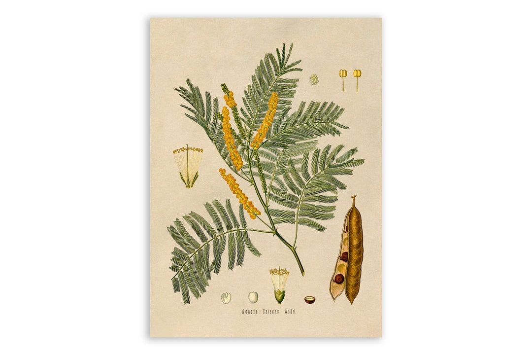 Kher Tree Plant Print, Medicinal Plants Botanical Illustration, Vintage ...
