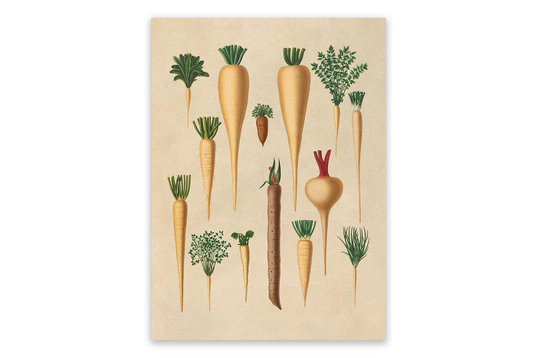 Parsnip Print, Garden Vegetable Themed Food Art, Premium Vintage Style ...
