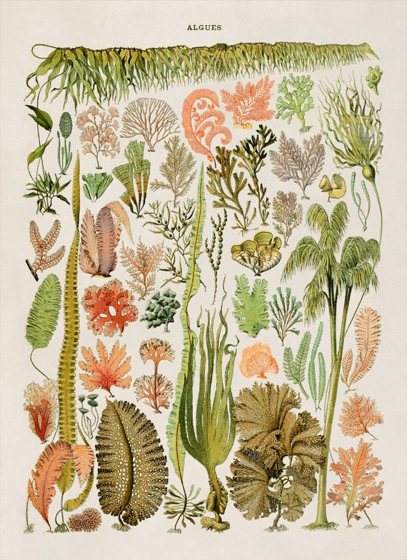 Kelp Illustration