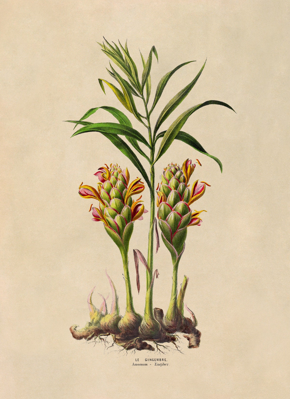 Ginger Plant Illustration