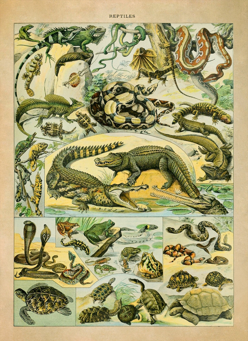 Vintage Reptiles Chart Poster: Adolphe Millot Illustration, AM40 - Etsy