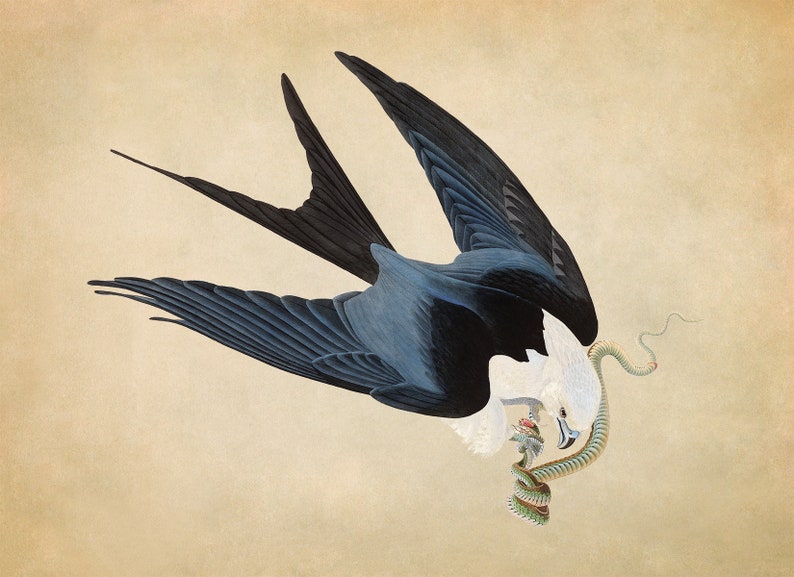 Swallow Tailed Kite Bird Print Vintage Style Audubon Poster - Etsy