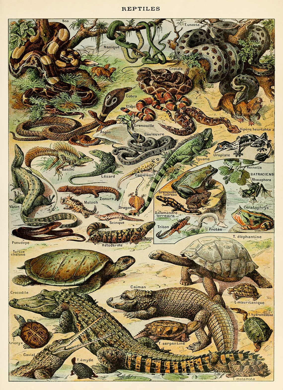 Reptiles Poster Art Reptile Chart Print Educational Diagram | Etsy