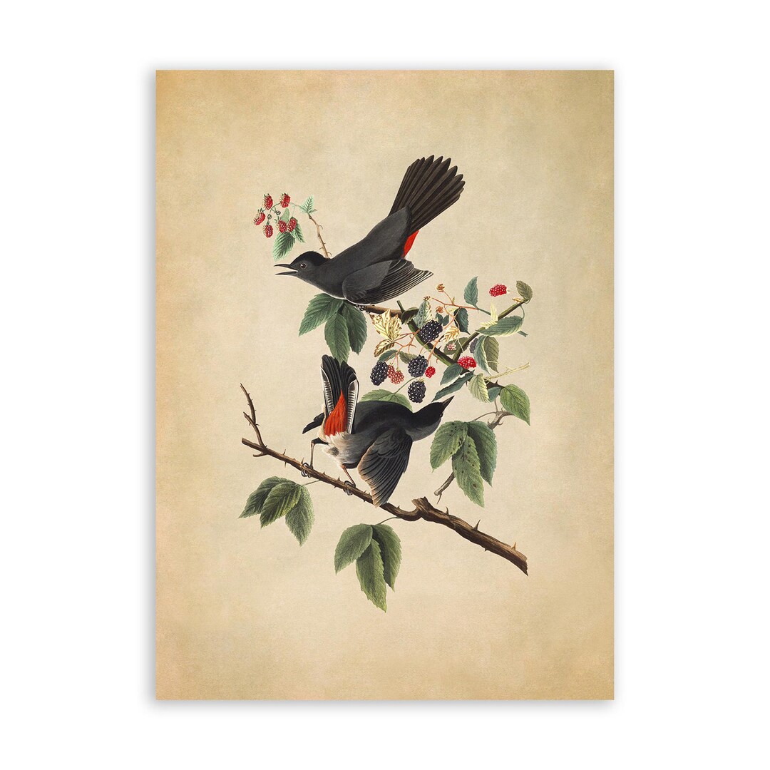 Gray Catbird Bird Print, Vintage Style Audubon Poster, Birds of America ...