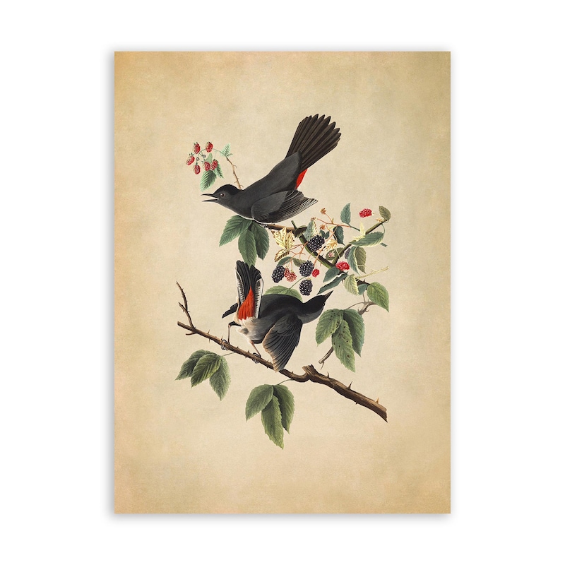 Catbird Jewelry - Etsy