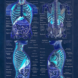 Human Abdomen Anatomy Chart Print, Scientific Illustration, 3 Color ...