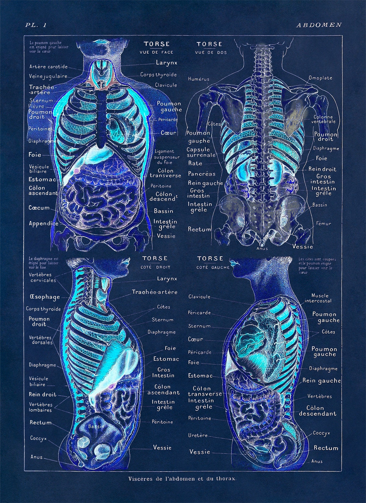 Human Abdomen Anatomy Chart Print, Scientific Illustration, 3 Color ...