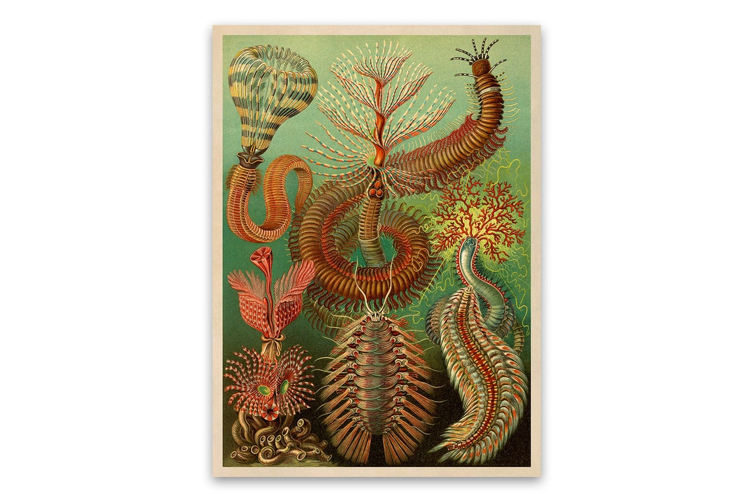 Marine Life Oceanography Illustration, Vintage Style Ernst Haeckel ...