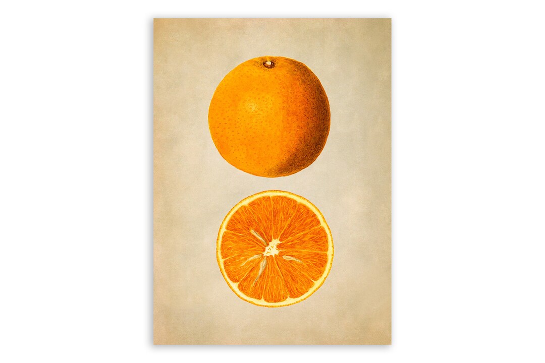Antique Orange Fruit Print, Fruit Themed Botanical Watercolor Artwork ...